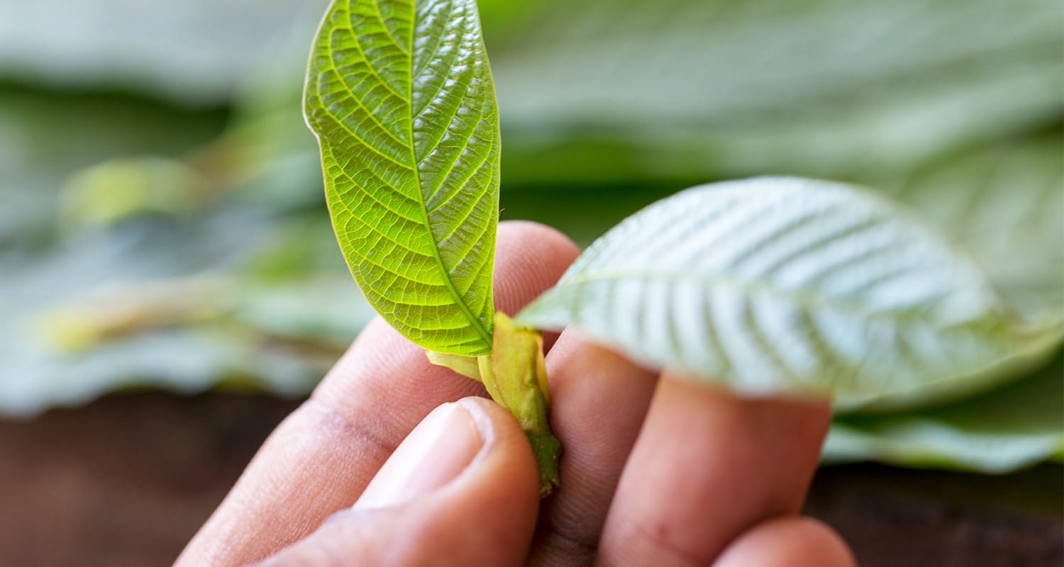 3 Benefits Of Kratom (Plus Side Effects and Dosage)